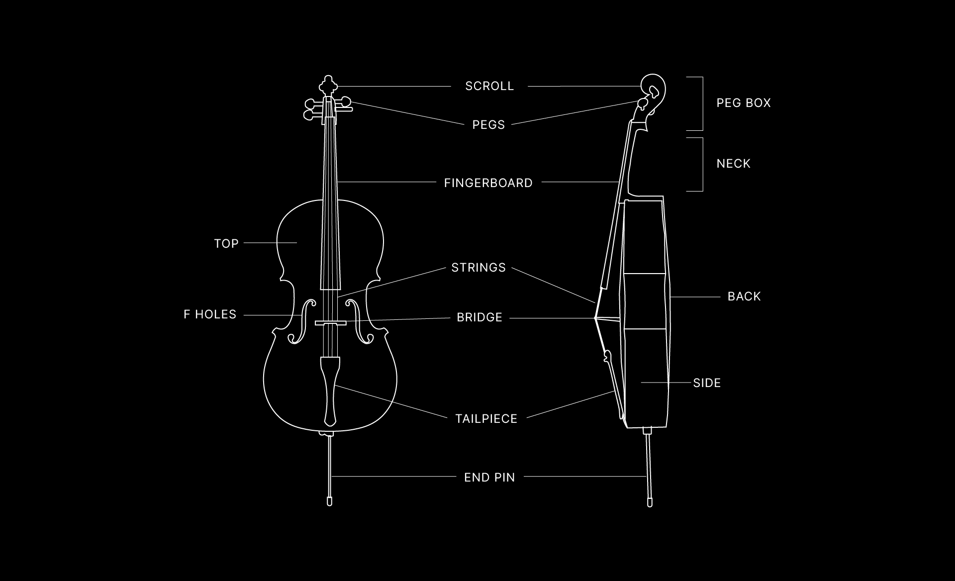 Parts Of A Cello And Their Functions